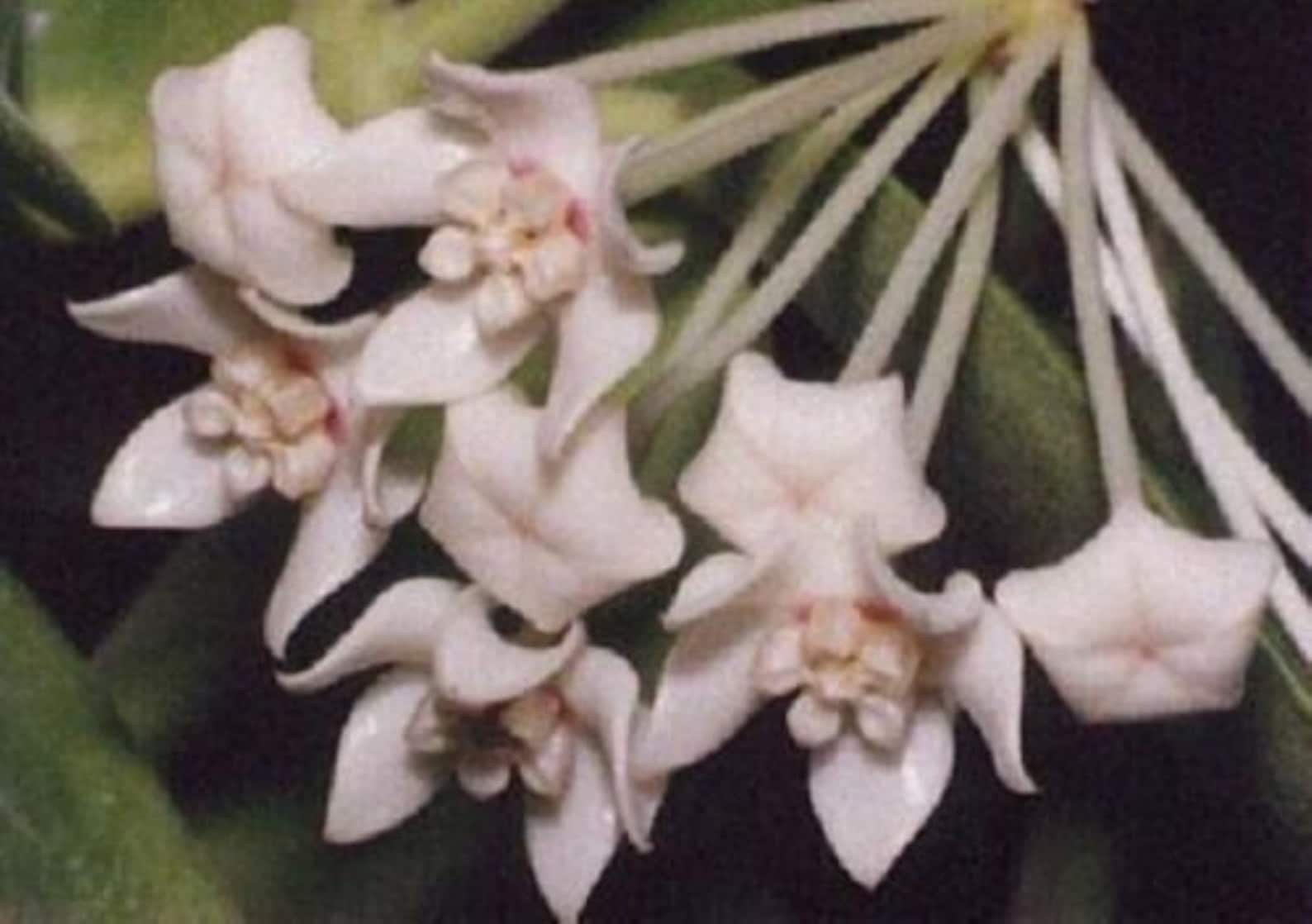 Hoya Keysii hoya Australis 1yo Plant With 5-6 Leaves Well - Etsy