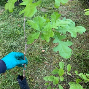 Hybrid Swamp X Bur Oak Quercus X Schuettei, Grafted 2 Year Old Tree - Etsy