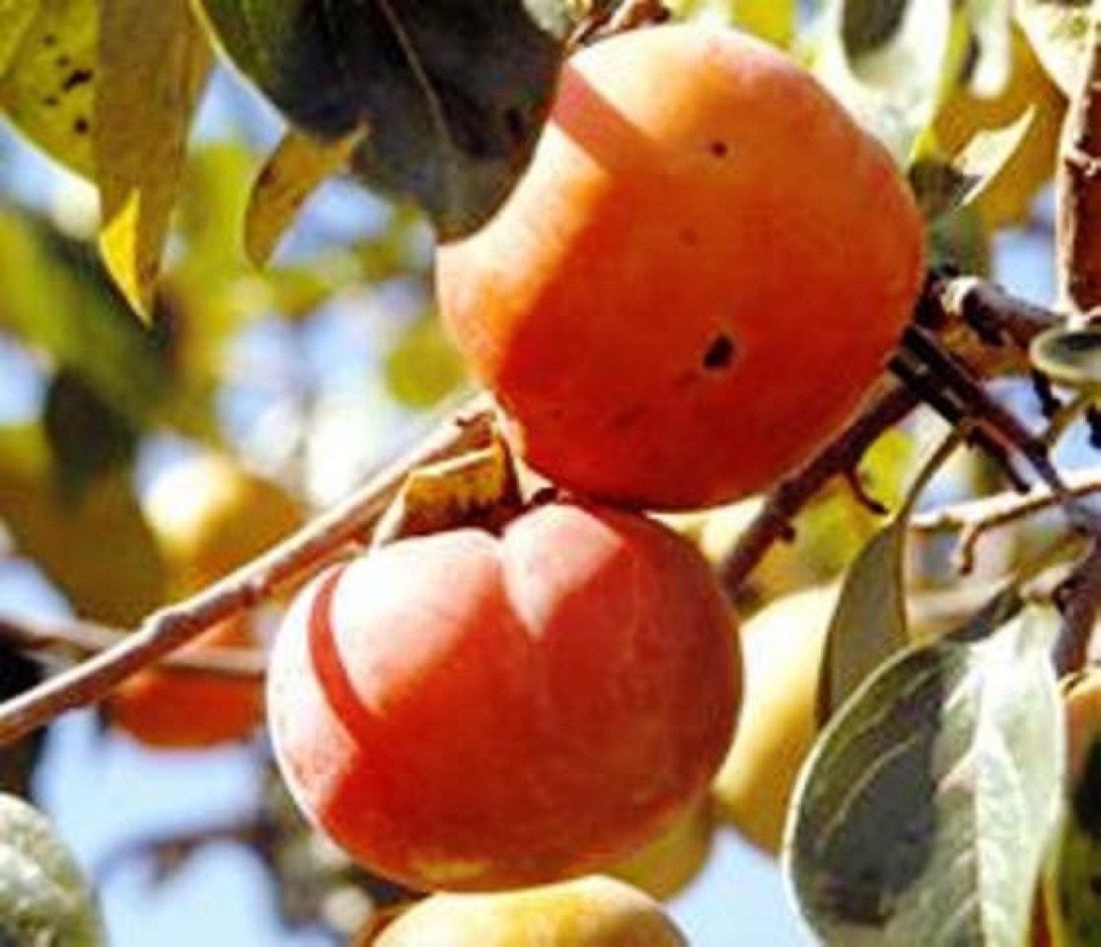 Persimmon Tree - Ichi Ki Kei Jiro (non Astringent) 2-3 Ft Tall #5 Pot ...