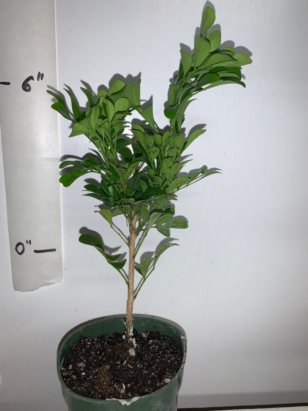 Chinese Perfume Plant (aglaia Odorata) 4" Pot Size - Etsy