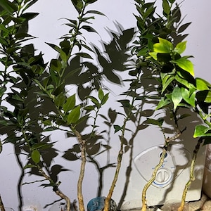 California Only! Myrtle Leaf Orange 14-20” Tall (citrus Myrtifolia ...