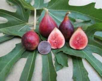 Fig Tree petite Negra - Etsy