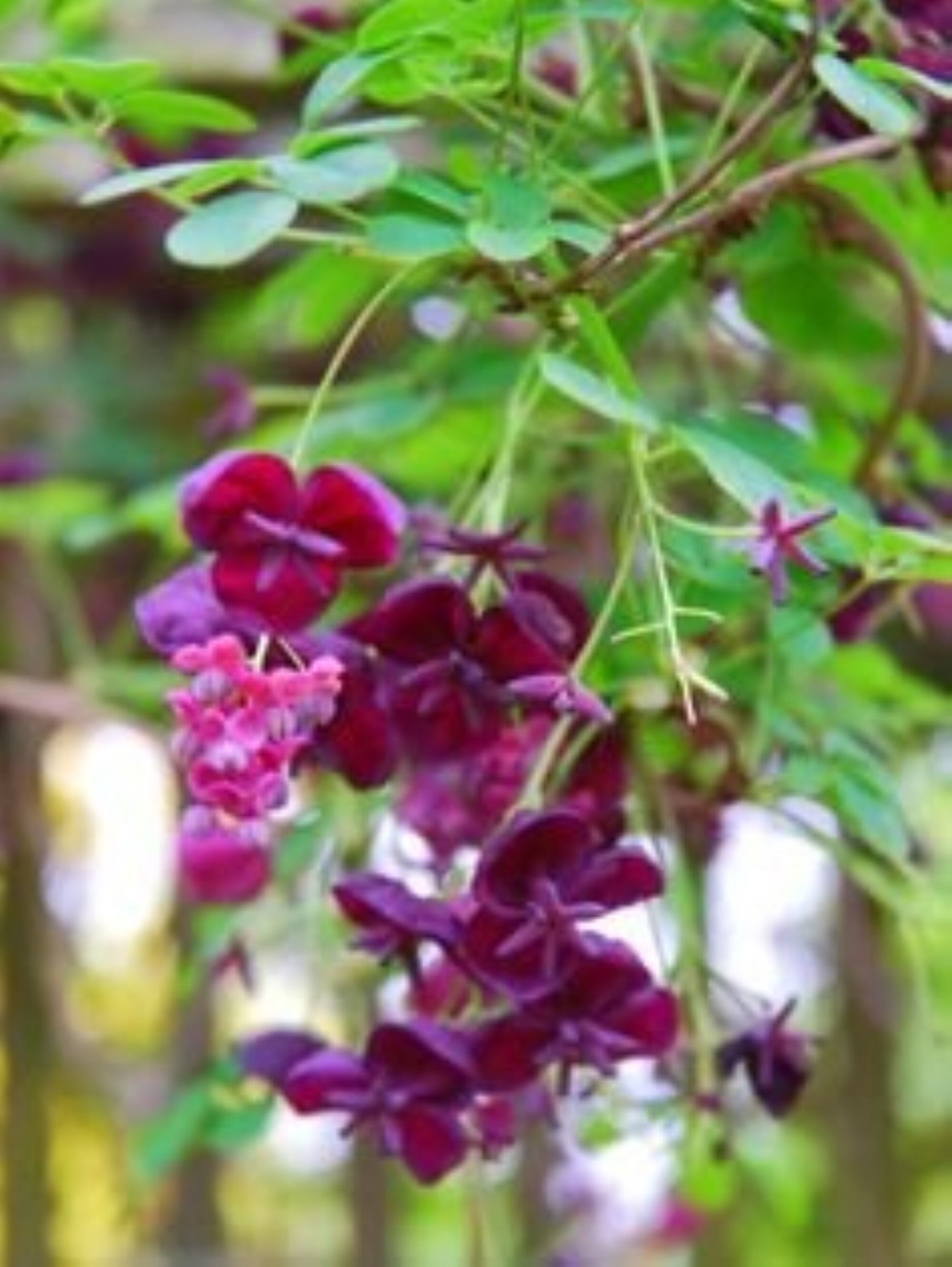 6 Scion Cuttings of Akebia Quinata (aka Chocolate Vine) - Etsy