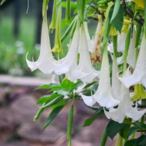 White Trumpet Flower - Etsy