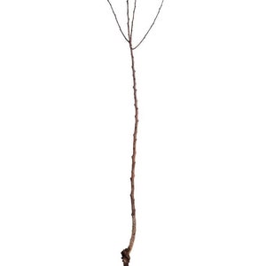 Red Fuji Apple Tree 4-5’ Grafted, Over Sized, Bare Root, Not for CA - Etsy