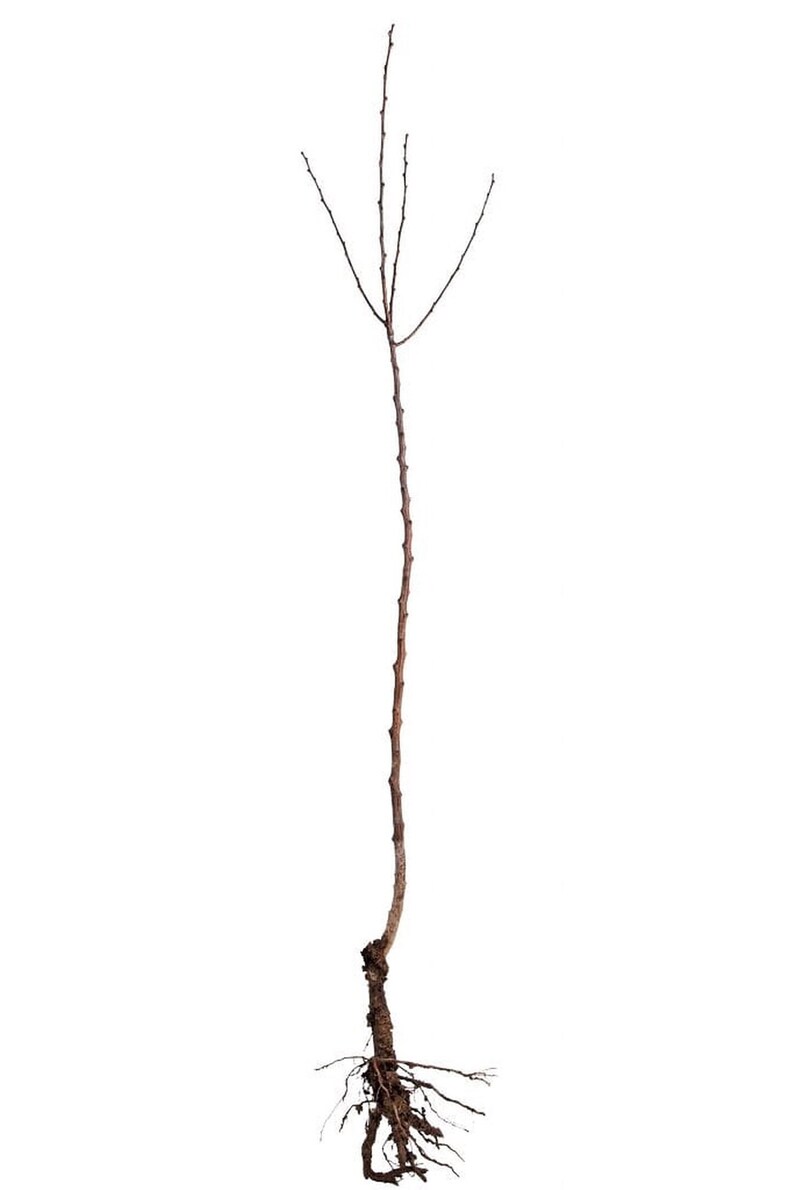 Red Fuji Apple Tree 4-5’ Grafted, Over Sized, Bare Root, Not for CA - Etsy
