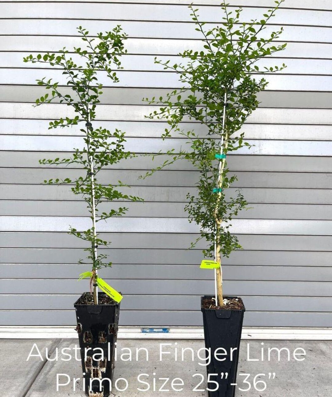 California Only!! Australian Finger Lime Tree, 18-36 Inches Tall ...