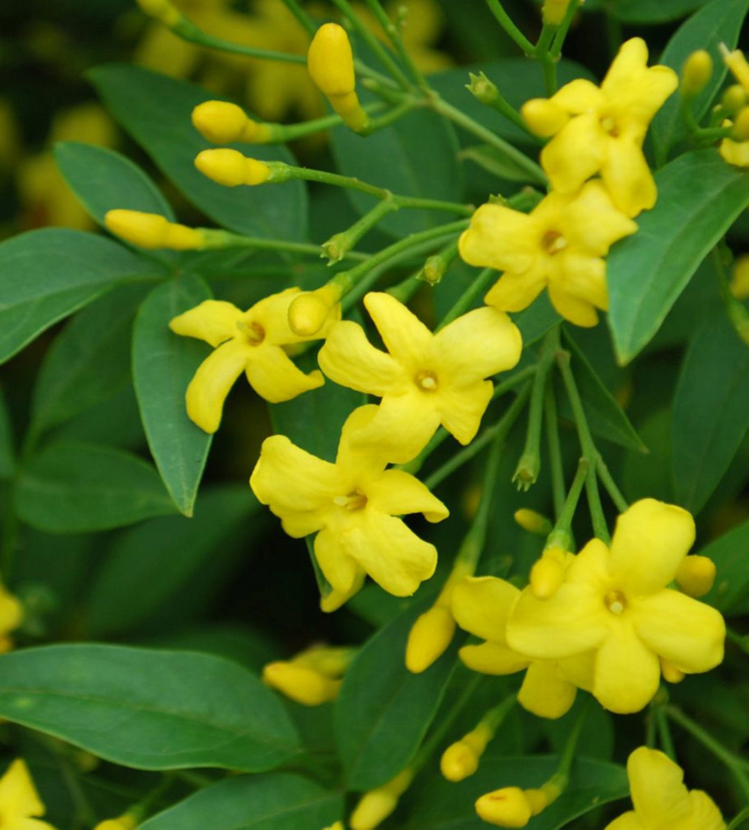 Yellow Jasmine ‘revolutum’ (jasminum Humile) 2" Pot Size - Etsy