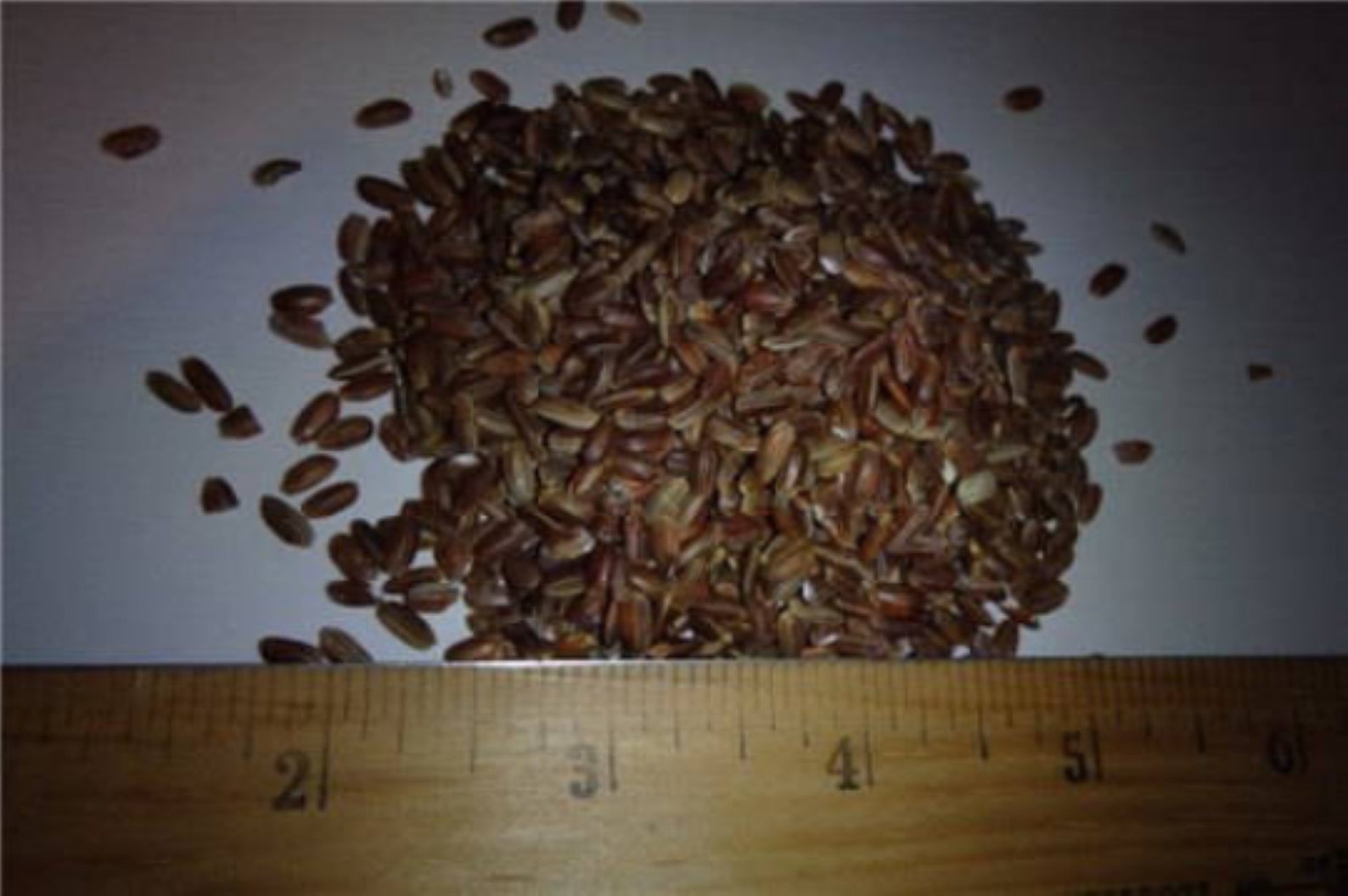 Red Rice 500 Seeds Forbidden Nutty Flavor Easy to Grow Organic - Etsy
