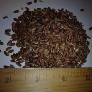 Red Rice 500 Seeds Forbidden Nutty Flavor Easy to Grow Organic Plants ...