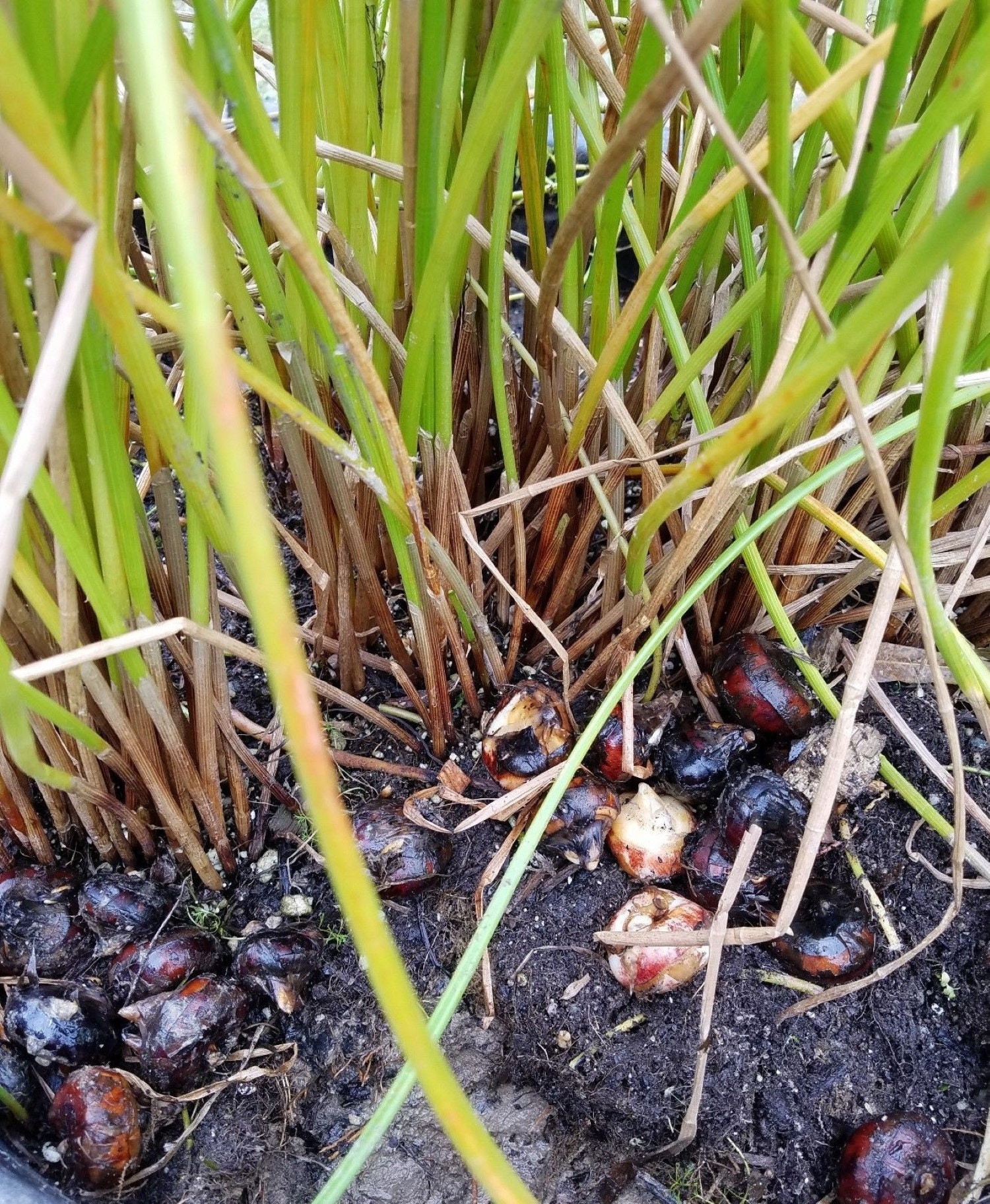 CHINESE WATER CHESTNUTS 16 Bulbs (eleocharis Dulcis), Sweet, Edible - Etsy