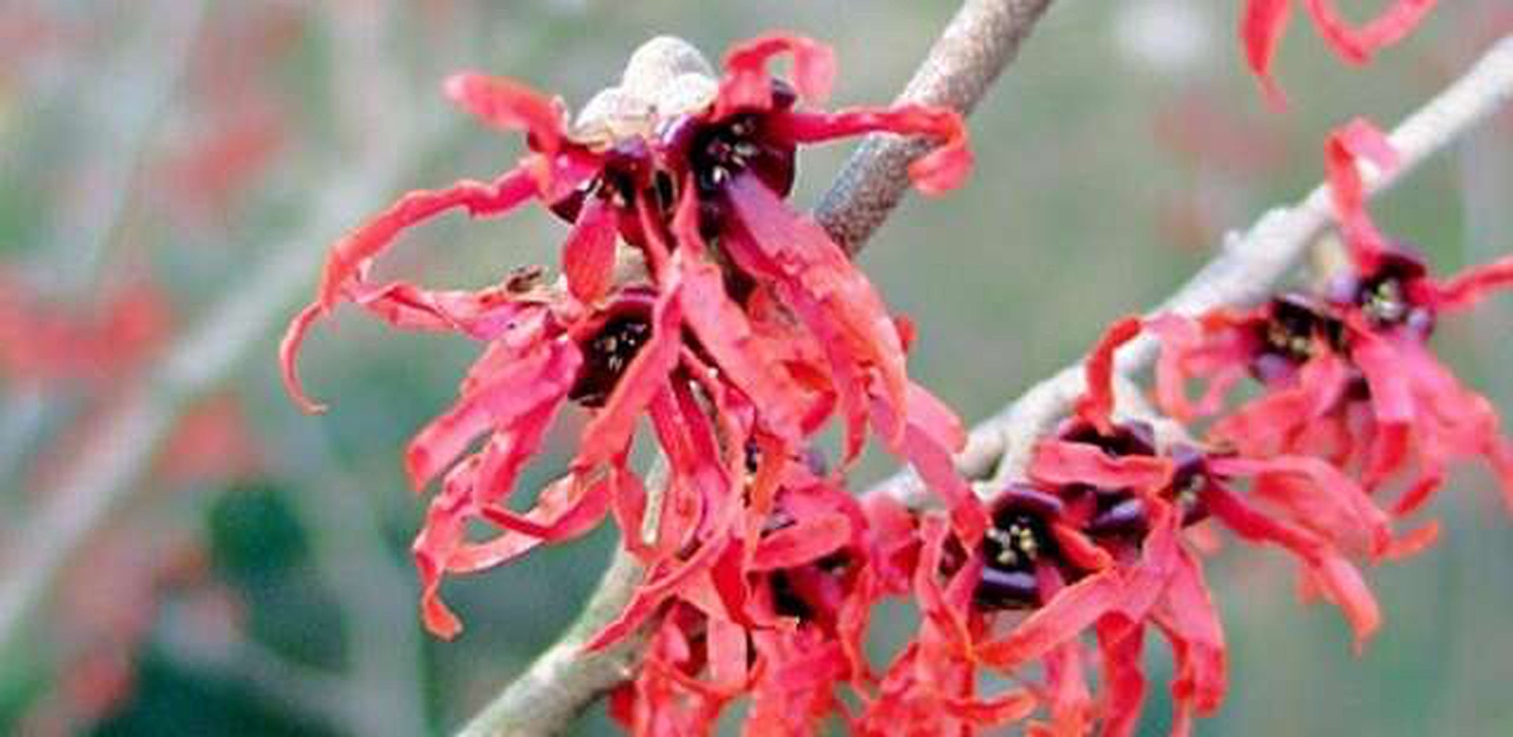 Hamamelis Intermedia diane 1 Year Old Plant Grafted | Etsy