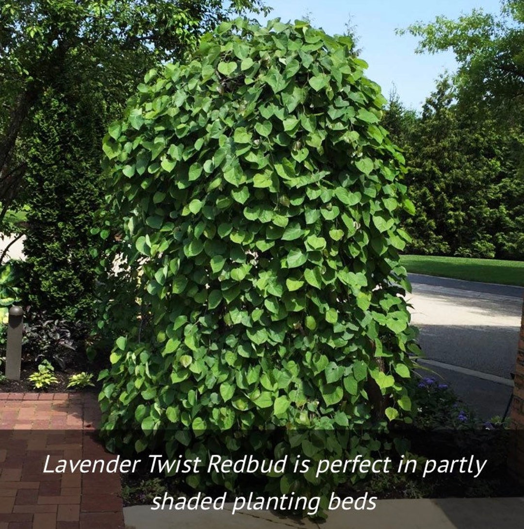 Lavender Twist Weeping Redbud Tree, 4-5 Ft Tall Potted Plant - Etsy