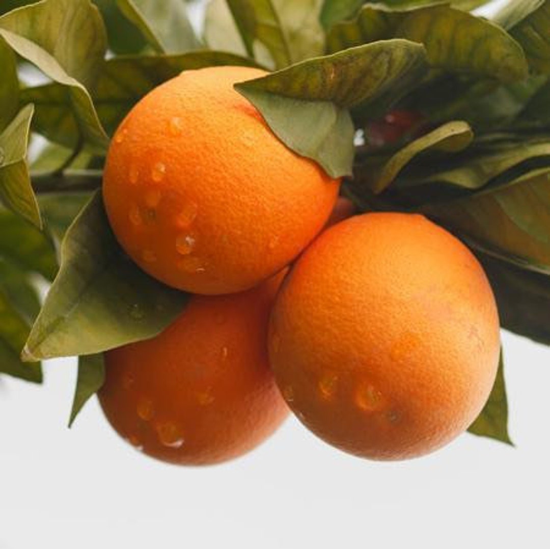 5 Gallon Valencia Orange Tree 3-5 Ft. Ships to Florida Only!! - Etsy