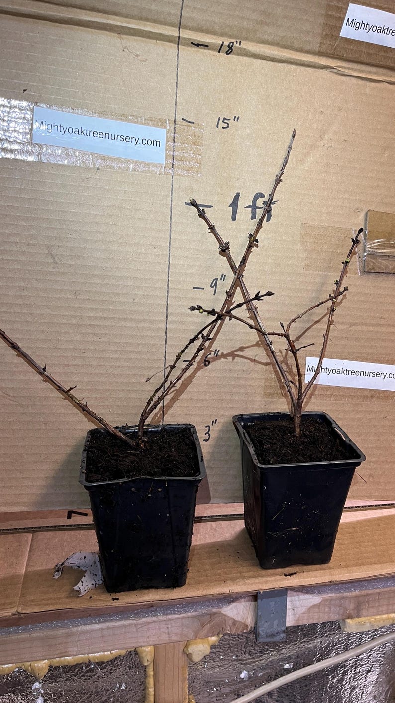 Honeyberry ‘tundra’ (lonicera Caerulea Var.edulis) 1 Plant 6-12” Tall ...