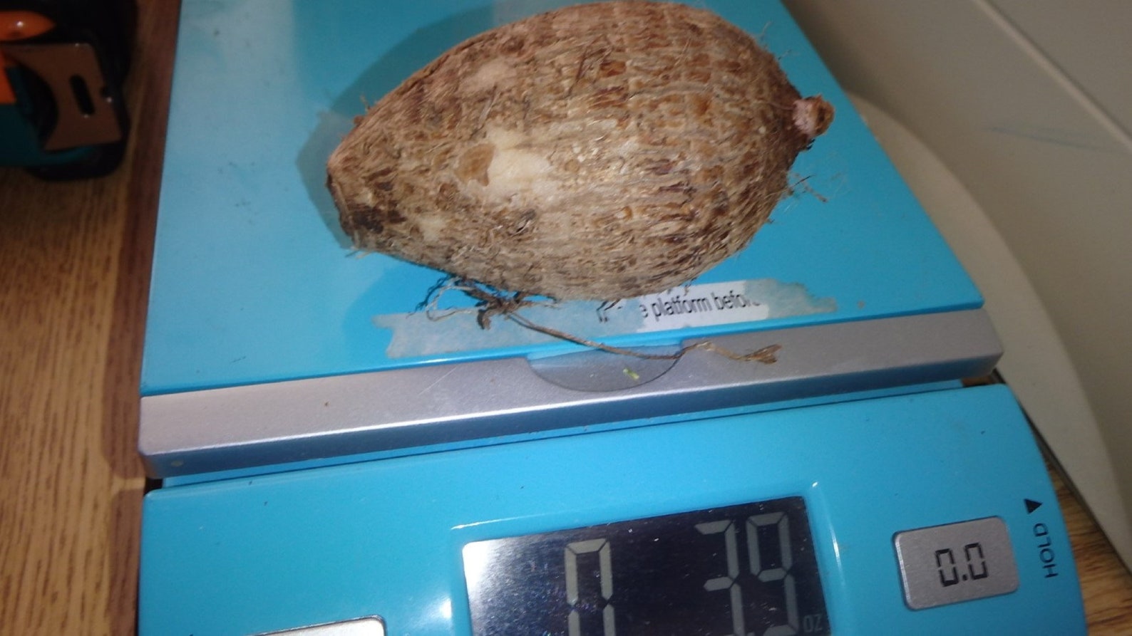 Two(2) Taro Elephant Ear Tubers (coco Yam Colocasia Esculenta Edible ...