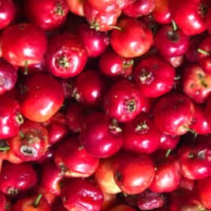 Georgia Red Mayhaw Tree 2-3 Ft Tall Tree Can Not Ship to Ca, Hi, Ak, PR ...