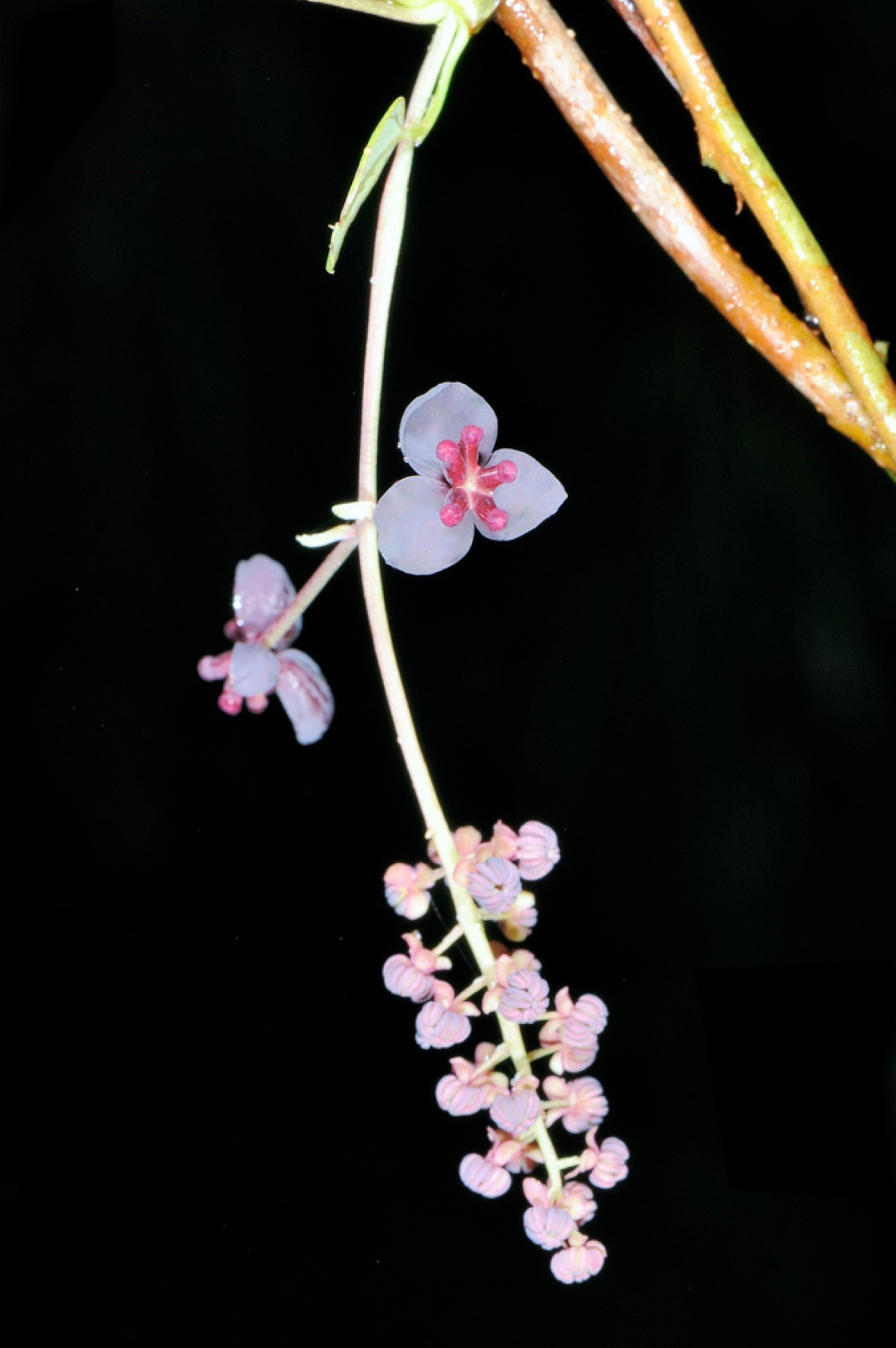 6 Scion Cuttings of Akebia Quinata (aka Chocolate Vine) - Etsy