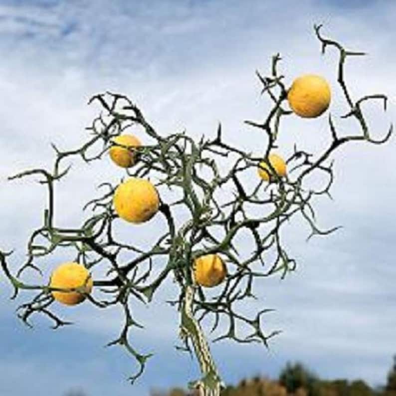 Trifoliate Orange Poncirus trifoliata 2-3 year old plant | Etsy