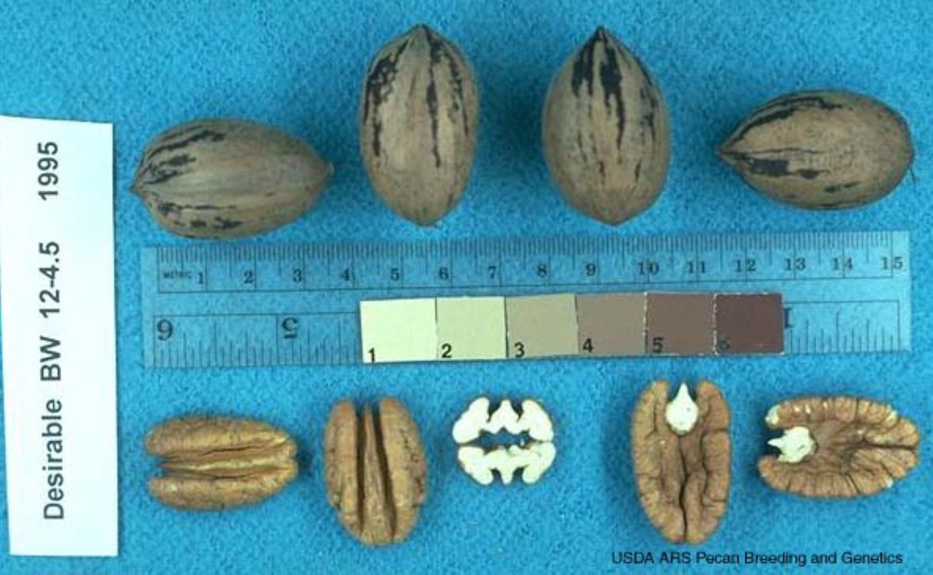 Desirable Pecan Tree 4-5 Ft, Grafted, Over Sized, Bare Root, Not for CA ...
