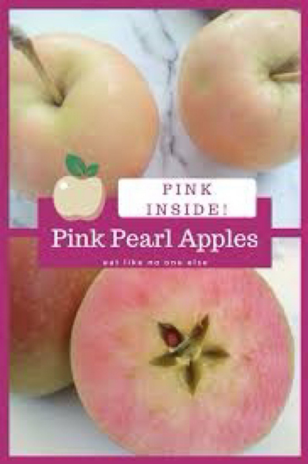 Pink Pearl Apple Tree Grafted 5x5x12 Inches Pot Size 1 Year Old - Etsy