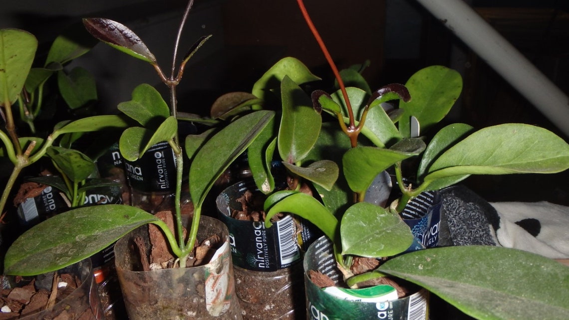 Hoya Keysii hoya Australis 1yo Plant With 5-6 Leaves Well - Etsy