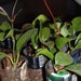 Hoya Keysii hoya Australis 1yo Plant With 5-6 Leaves Well - Etsy