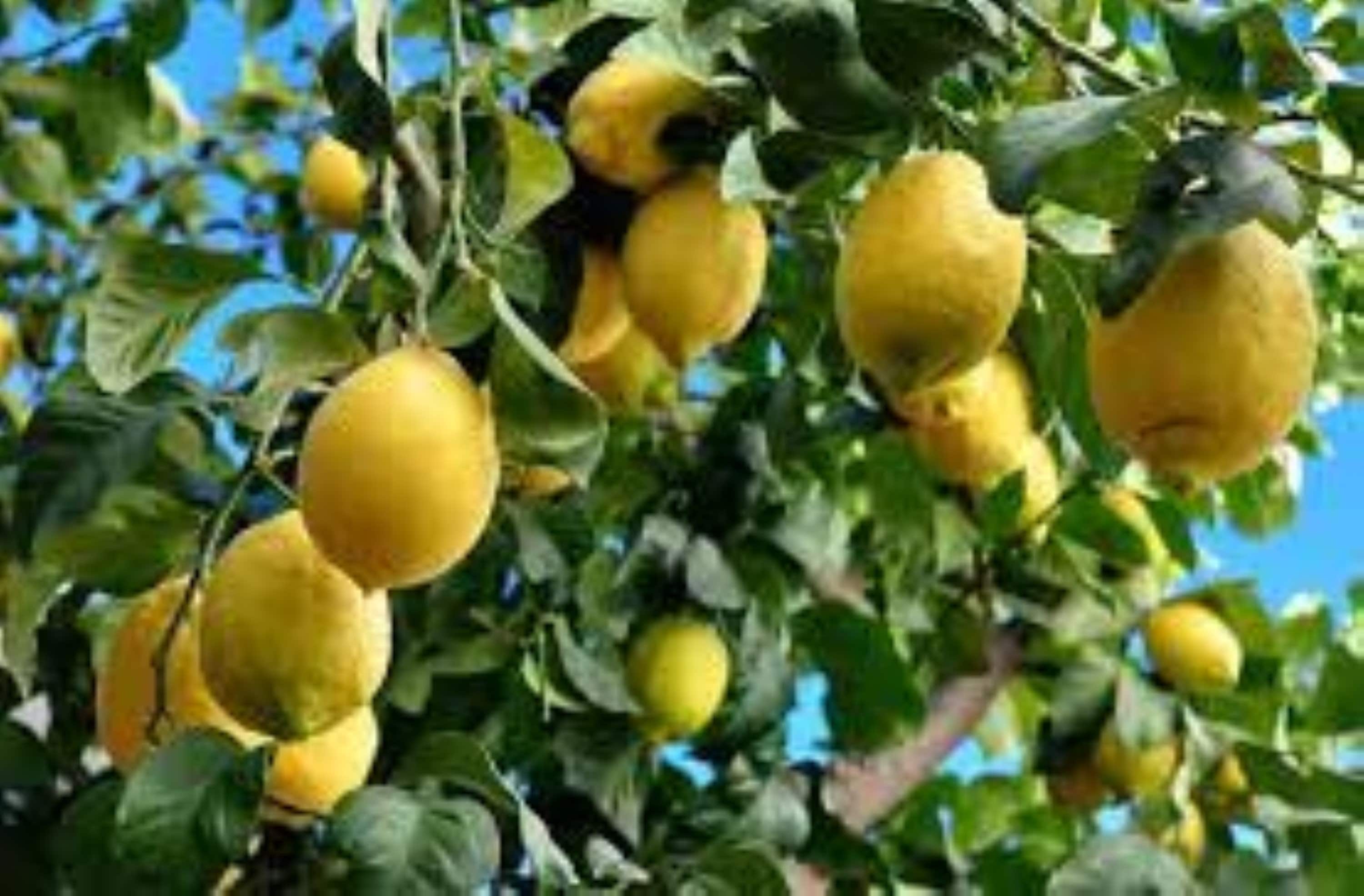 Genoa genova Semi-dwarf Lemon Tree Grafted No Ship Az Fl - Etsy