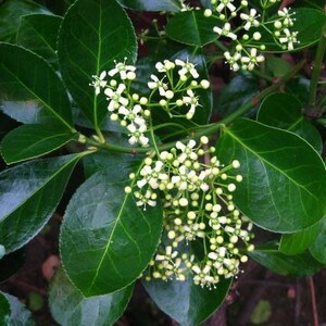 European Spindle Tree Euonymus Europaeus 10 Seeds - Etsy