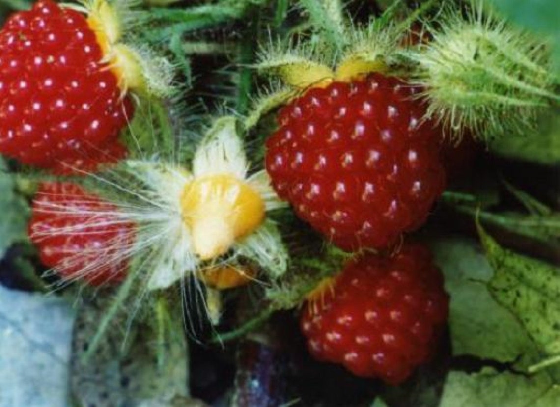Wineberry Rubus Phoenicolasius. Live Plants Nice Roots - Etsy