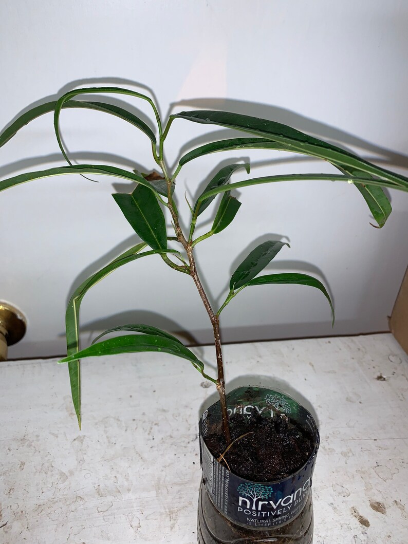 Ficus Maclellandii Alii Banana-leaf Ficus Fig alii Rare - Etsy