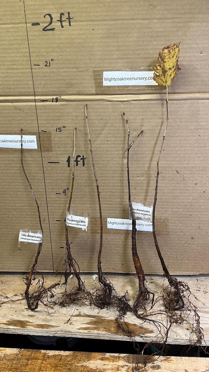 6-12” 1 Year Old Tilia Americana Tree, (american Basswood) Bare Root - Etsy