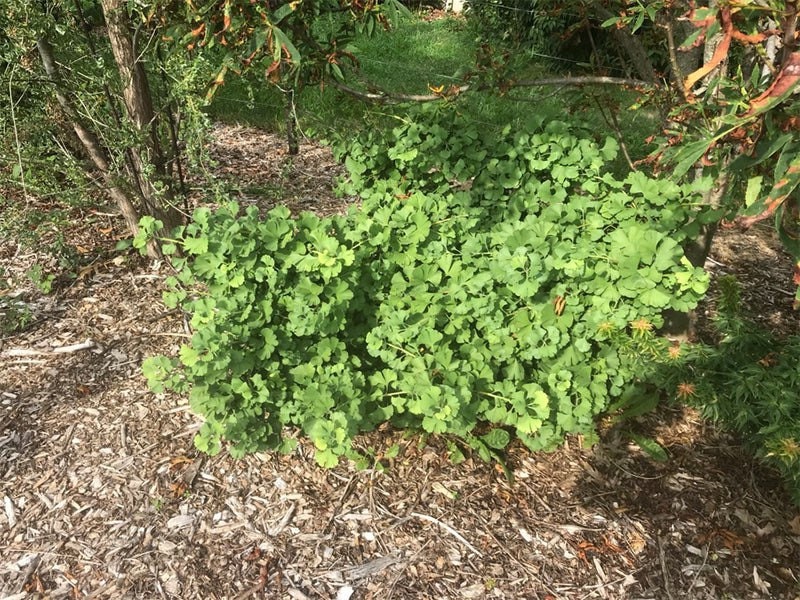 Ginkgo Biloba ‘troll’ Dwarf Male Ginkgo Grafted Tree, 3-5” Tall - Etsy