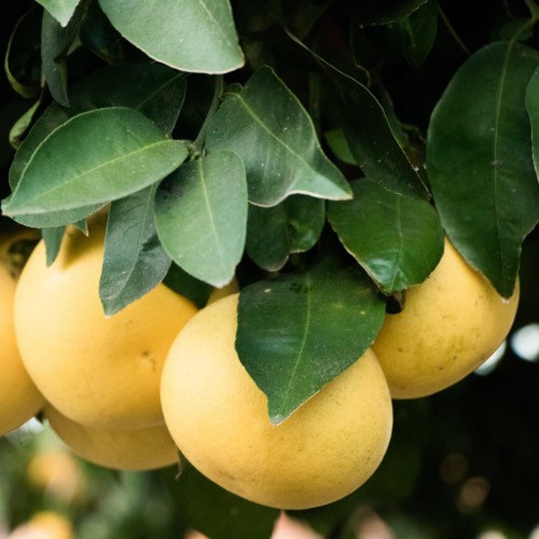 Duncan Grapefruit Tree, 2-3 Ft. Tall, Grafted, No Ship Az, Ca, Fl, La ...