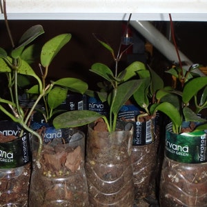 Hoya Keysii (hoya Australis) 1yo Plant With 5-6 Leaves Well Rooted ...