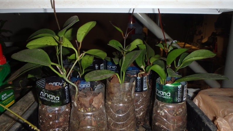 Hoya Keysii (hoya Australis) 1yo Plant With 5-6 Leaves Well Rooted ...