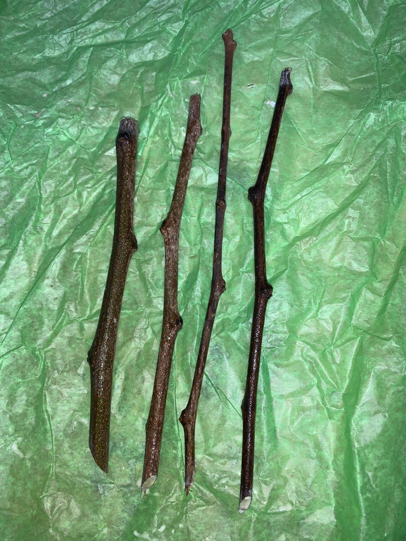 4 Cuttings of Che Seedless Fruit Tree, Dormant, No Roots, No Leaves - Etsy