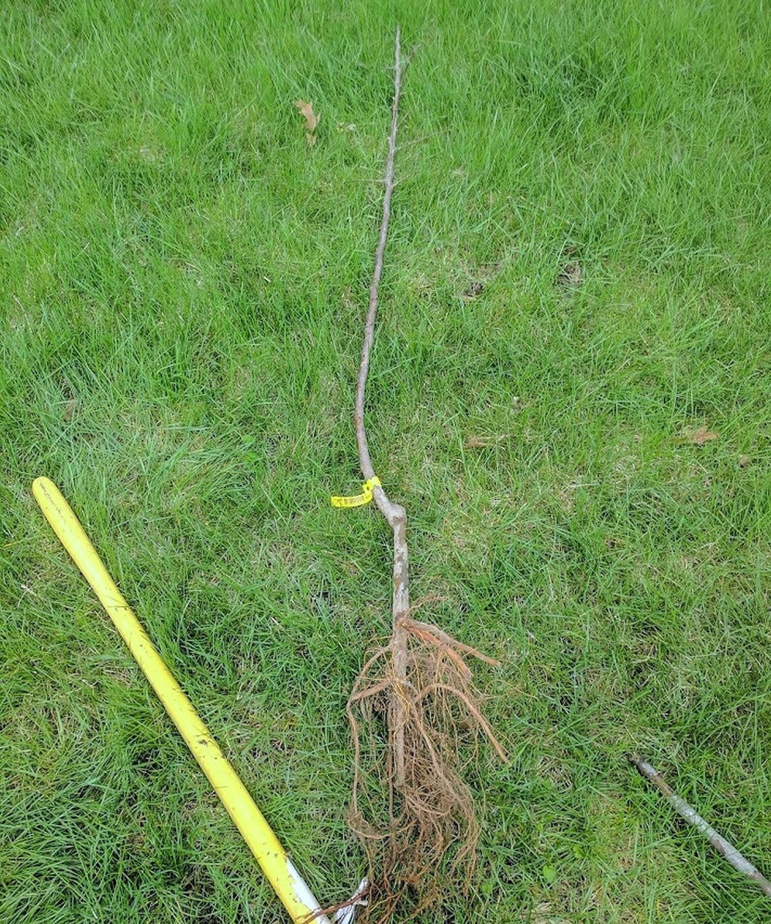 Red Fuji Apple Tree 4-5’ Grafted, Over Sized, Bare Root, Not for CA - Etsy