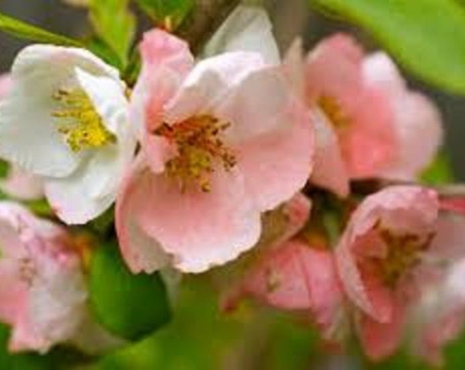 Chaenomeles Superba T O Y O N I S H I K I Japanese Flowering Quince Rooted Plant - Etsy