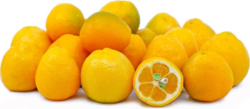 Fukushu Kumquat 1-2 Feet Tall Grafted No Ship Az Ca Fl - Etsy