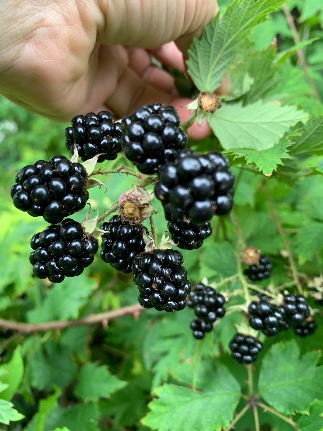 Austin Dewberry Plant 1 Year Old, 4-10” Tall, Sent With Roots Wrapped ...
