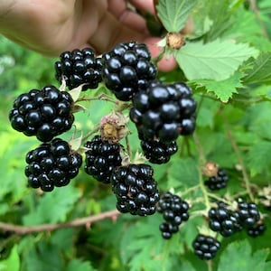 Austin Dewberry Plant 1 Year Old, 4-10” Tall, Sent With Roots Wrapped ...