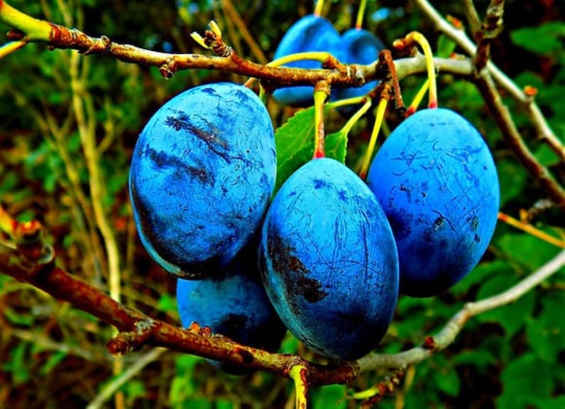 Italian Plum 1-2 Ft Tall Grafted Plant, Sent With Roots Wrapped in Wet ...