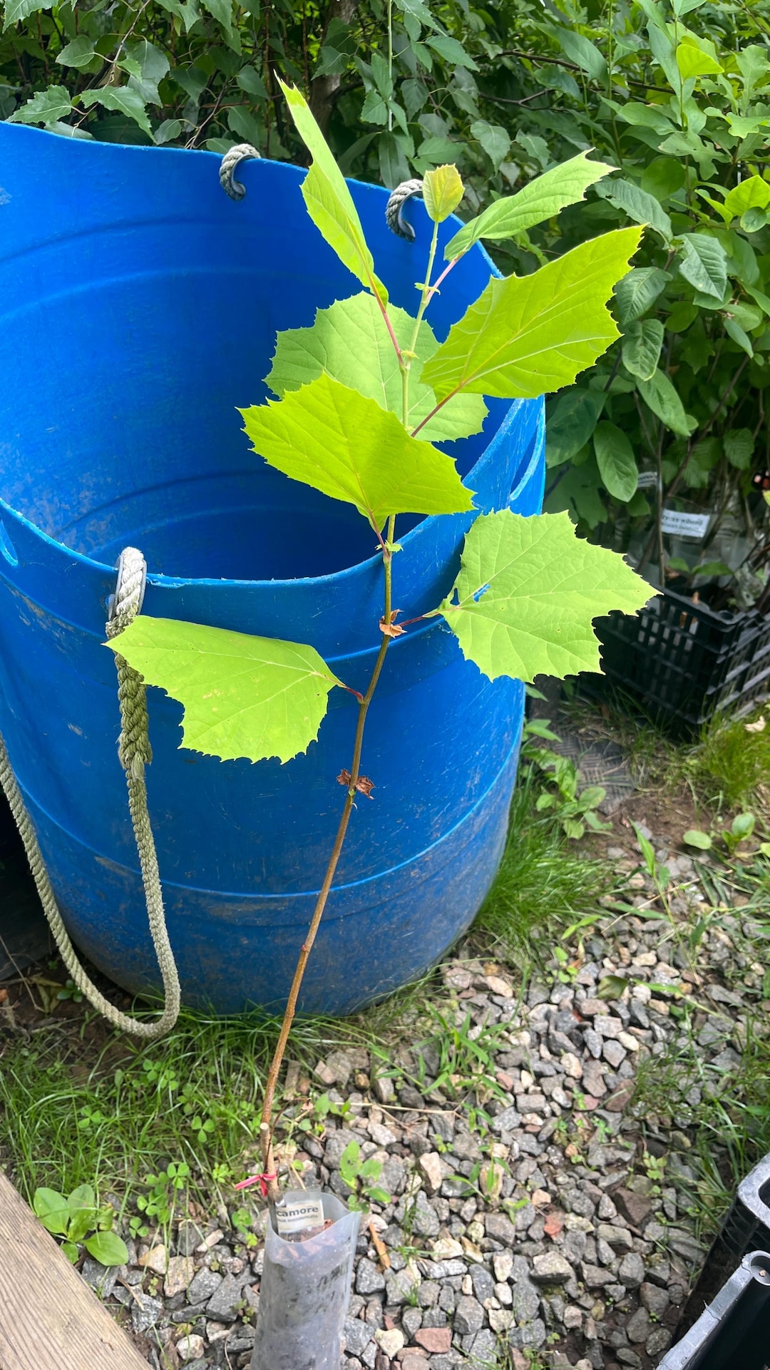 2 Ft Tall American Sycamore Tree - Platanus Occidentalis 2 Year Old ...