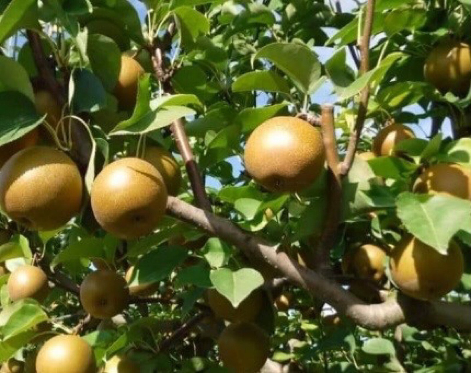 4-5 Ft Tall Korean Giant Asian Pear Tree, Grafted Plant, Bare Root, No ...