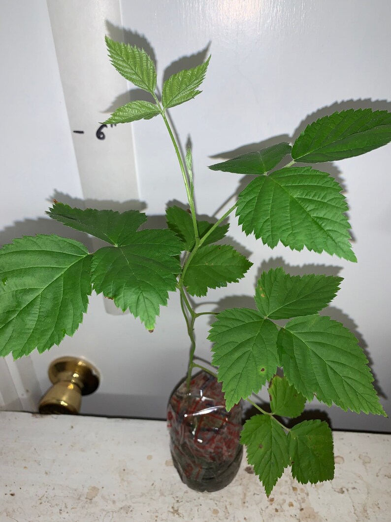 Caroline Red Raspberry 1 Year Old Plant 3.5 Inch Pot | Etsy