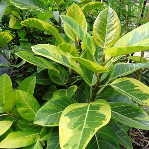 Ficus Altissima Variegata Asian Council Tree 4.5 Inch Pot Size - Etsy
