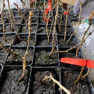 Amish Gooseberry Plant Well Rooted Starter Plant 4-6 Inches - Etsy