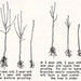 Red Fuji Apple Tree 4-5’ Grafted, Over Sized, Bare Root, Not for CA - Etsy