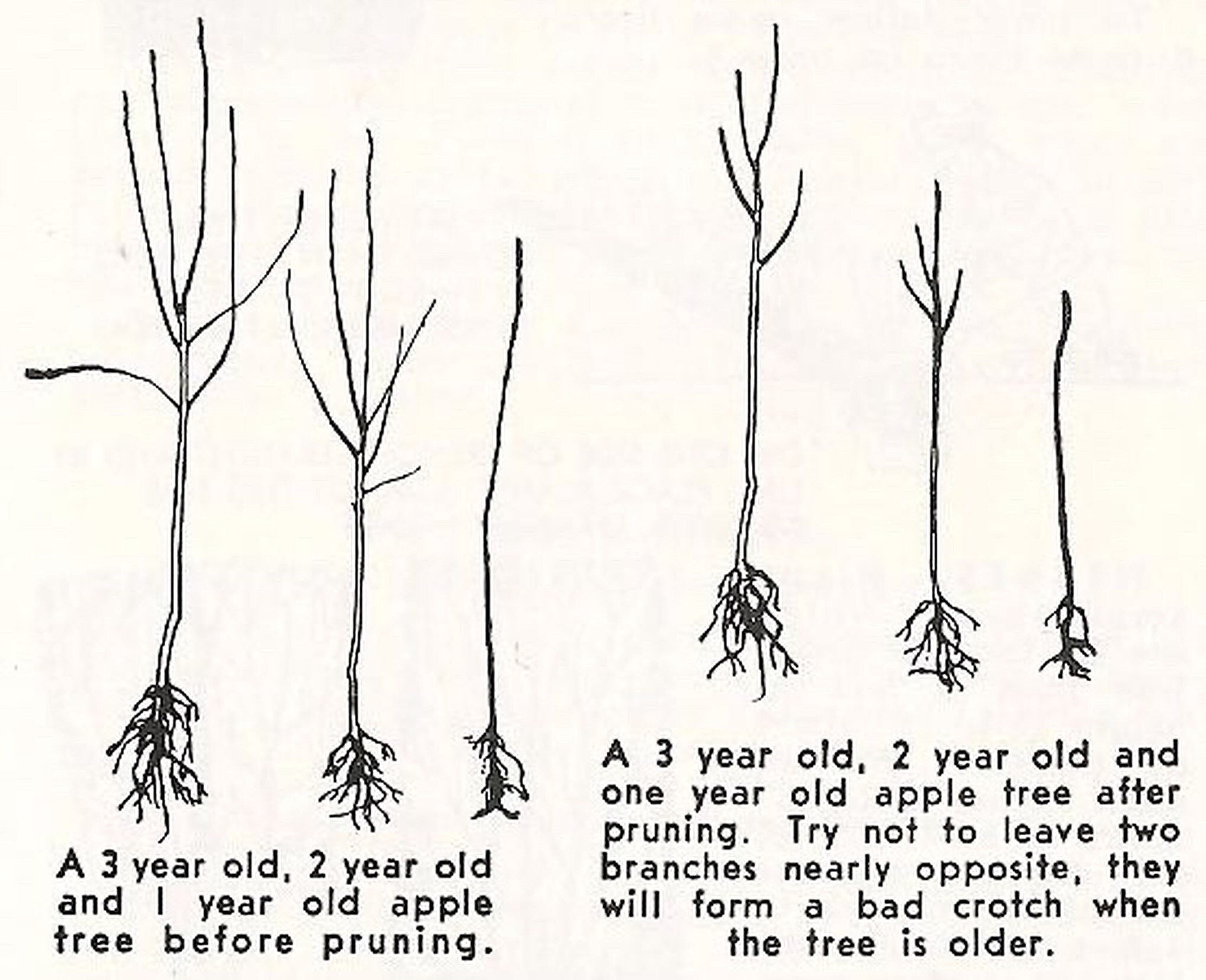Red Fuji Apple Tree 4-5’ Grafted, Over Sized, Bare Root, Not for CA - Etsy